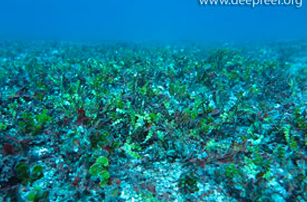 Category: Projects - Deepreef Explorer | Cairns