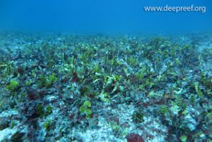 Halimeda bioherms on the Great Barrier Reef - Deepreef Explorer | Cairns