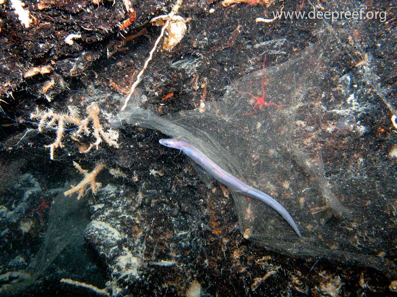 Underwater Camera - Deepreef Explorer | Cairns