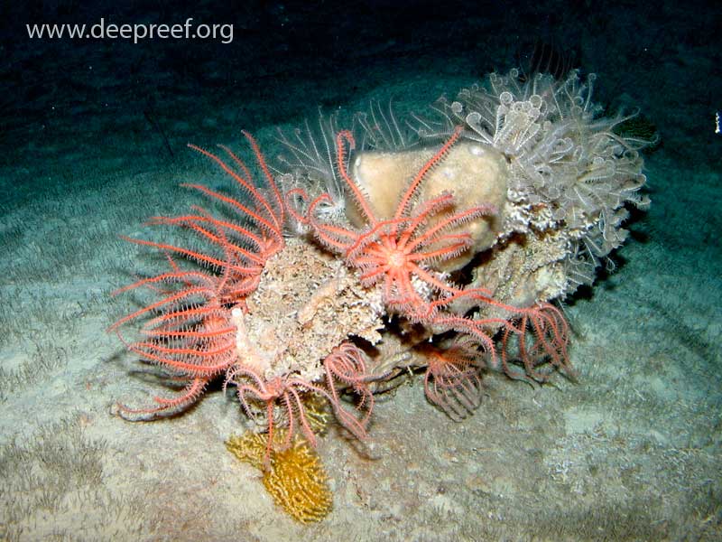 Underwater Camera - Deepreef Explorer | Cairns